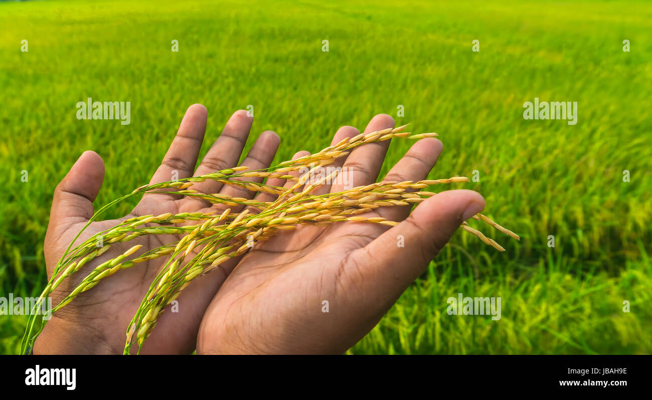 hand holding golden paddy with farmland background Stock Photo - Alamy