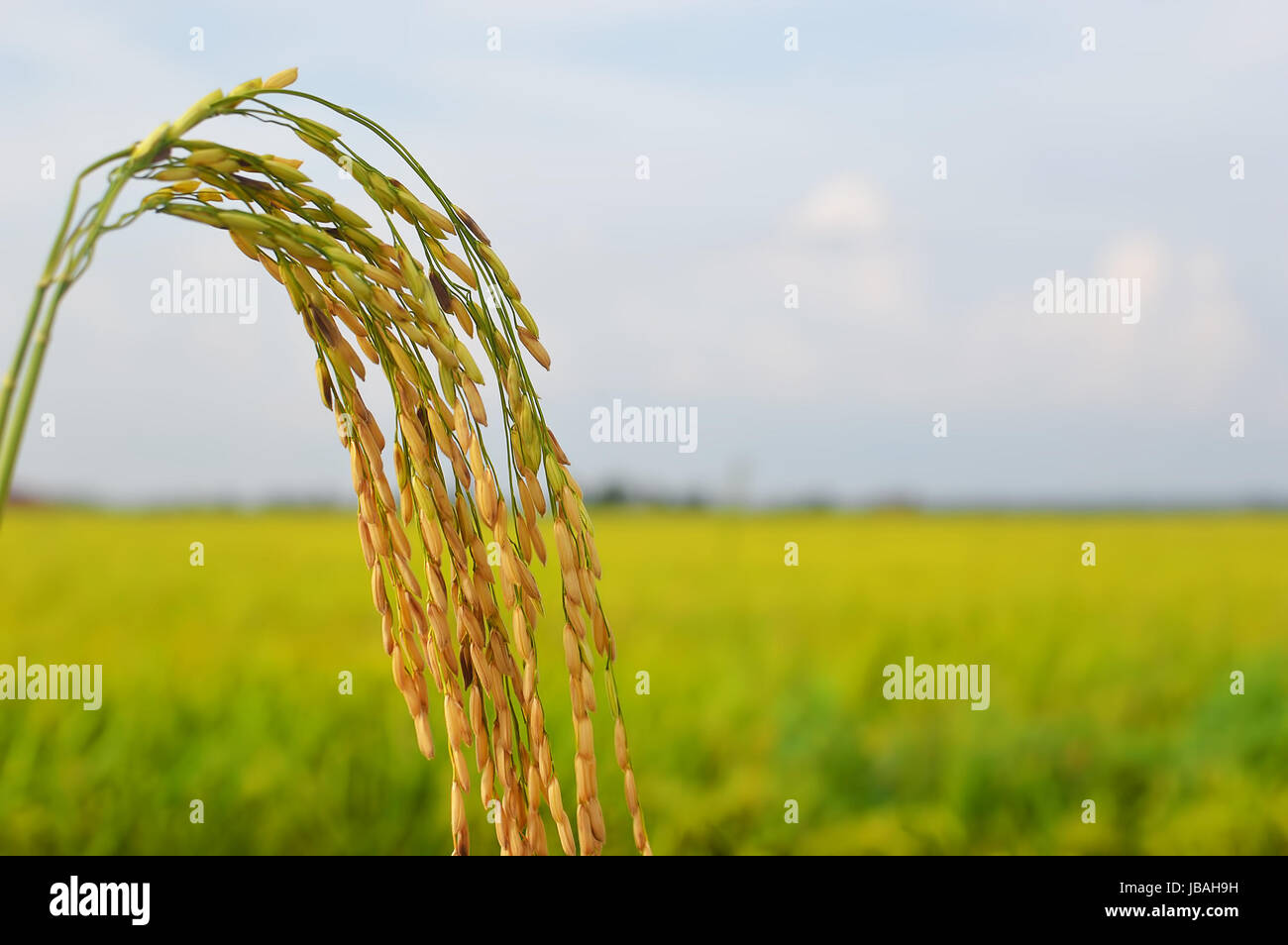 Golden paddy at farmville Stock Photo - Alamy