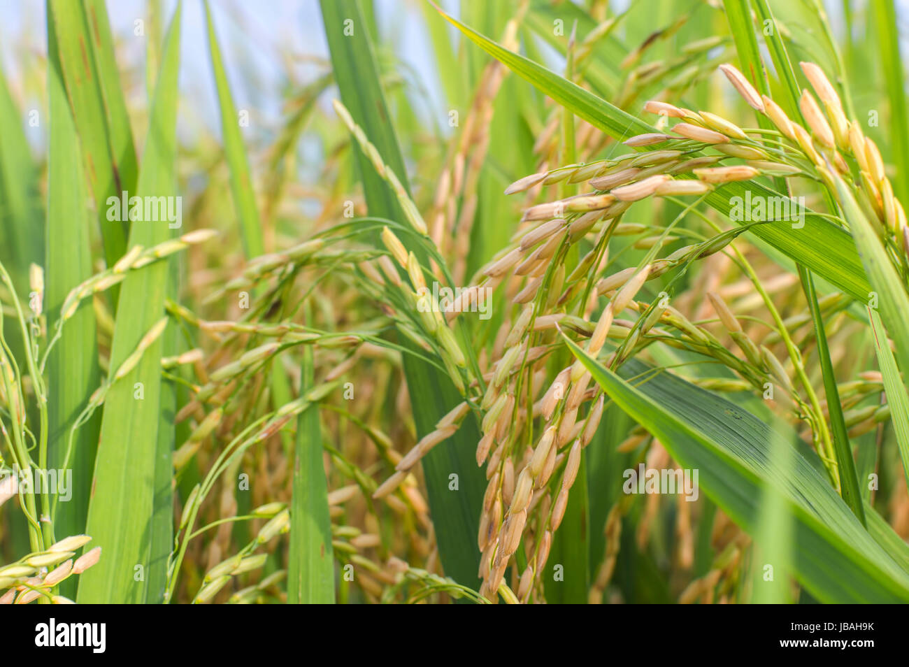Golden paddy at farmville Stock Photo - Alamy