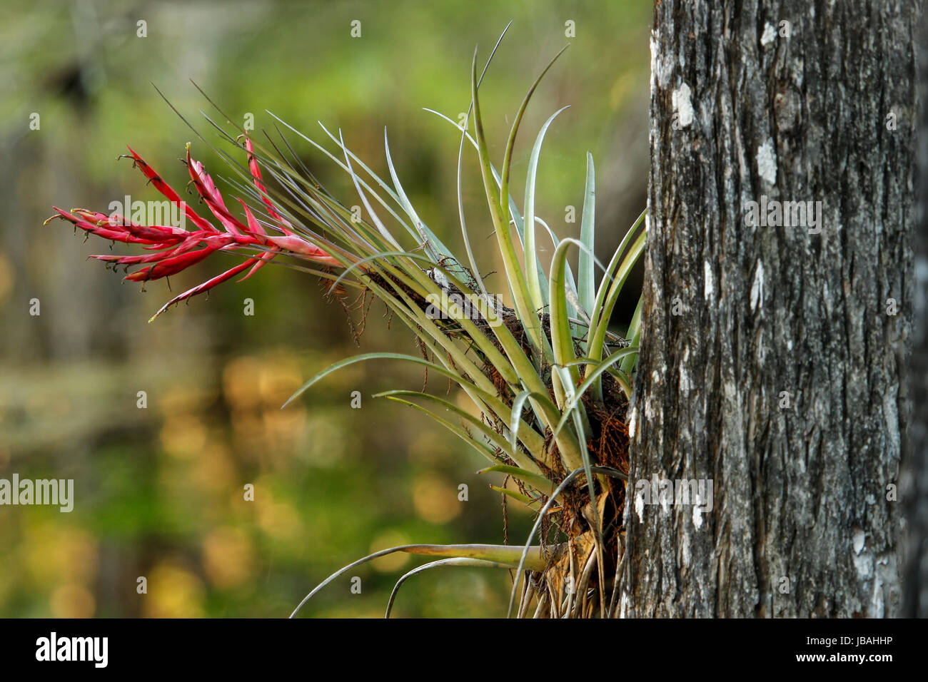 Bromeliad ecosystem hi-res stock photography and images - Alamy