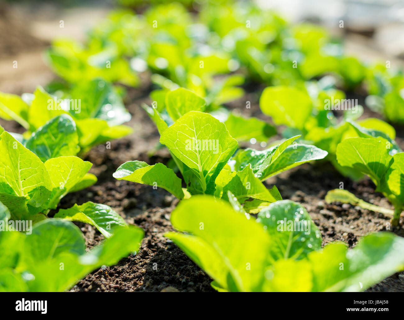 Young lettuce field Stock Photo - Alamy