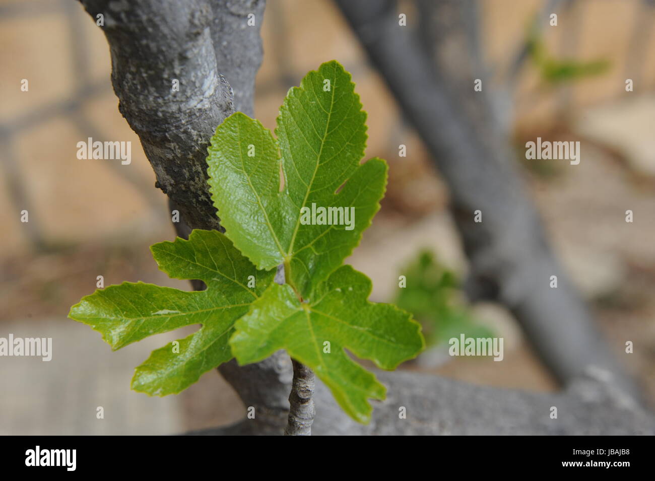 fresh sheet - spain Stock Photo - Alamy