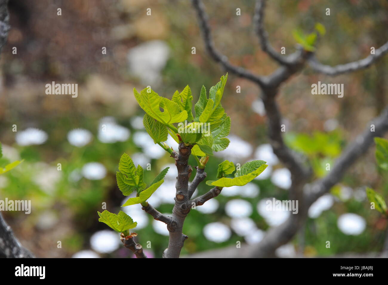 fig fig tree Stock Photo - Alamy