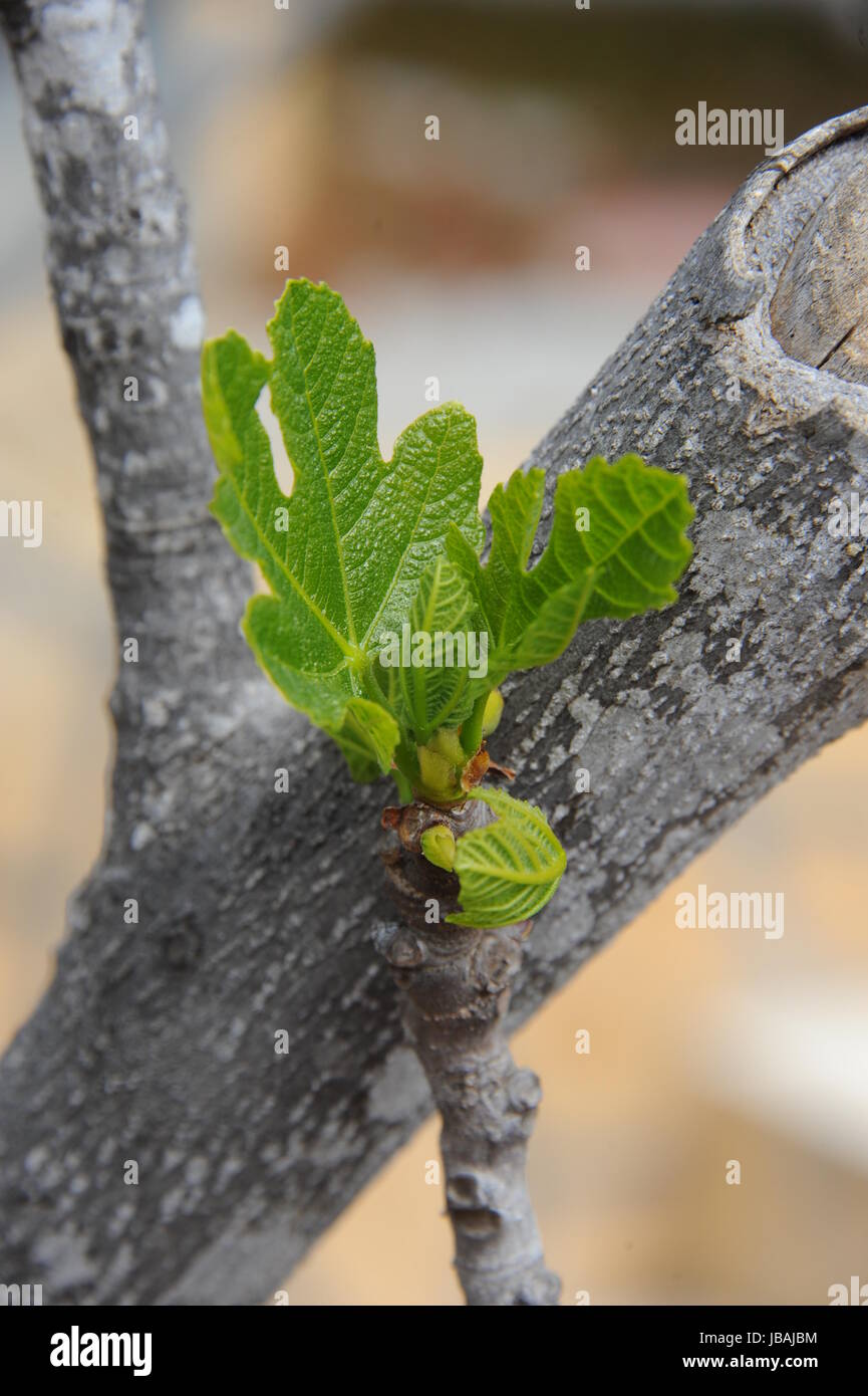 fig fig tree Stock Photo - Alamy