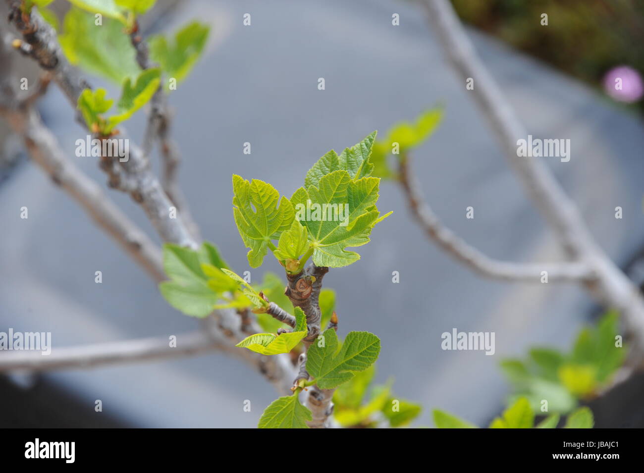 fig fig tree Stock Photo - Alamy