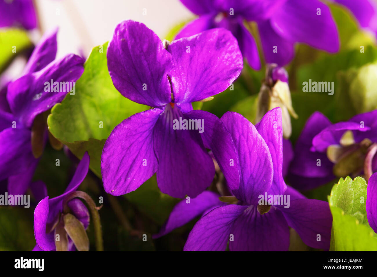 A bunch of violets in close up Stock Photo - Alamy