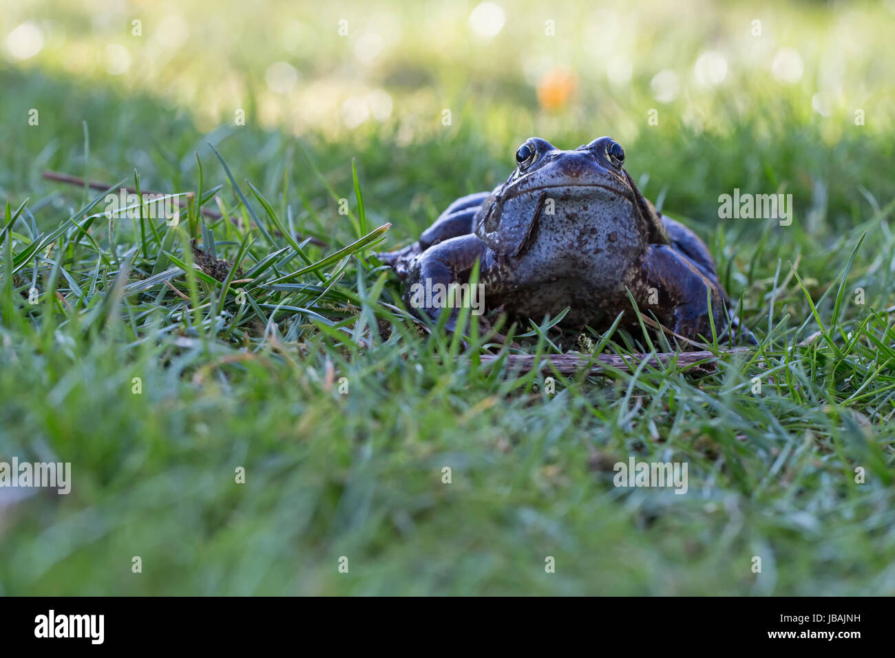 Makro frog hi-res stock photography and images - Alamy