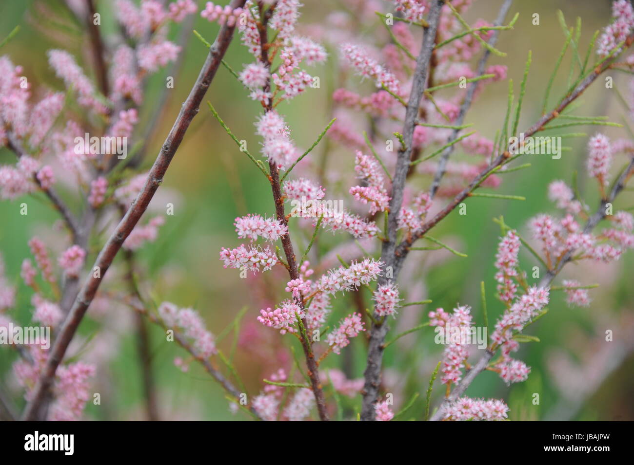 pink tamarindus indica Stock Photo - Alamy