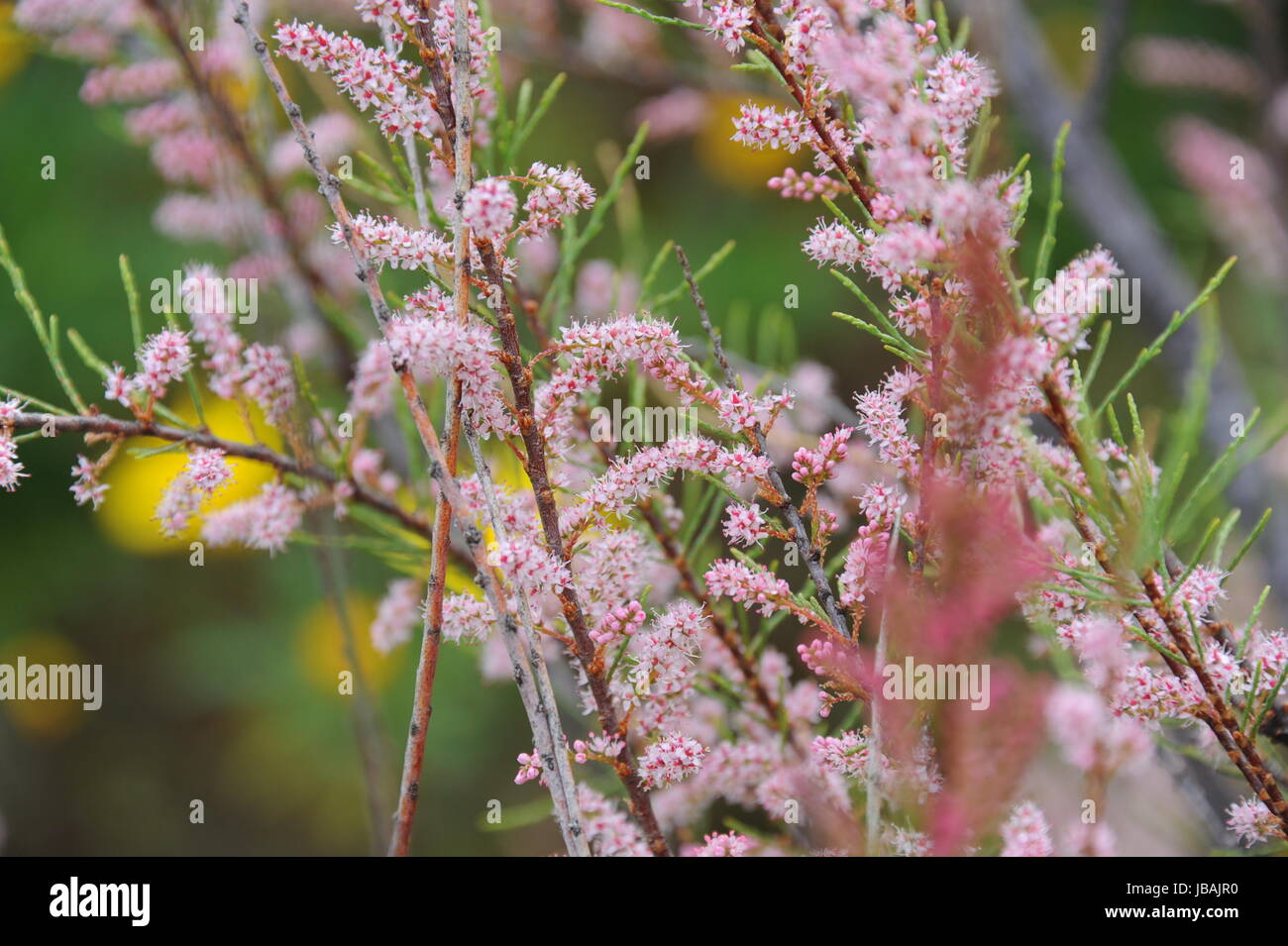 pink tamarindus indica Stock Photo - Alamy