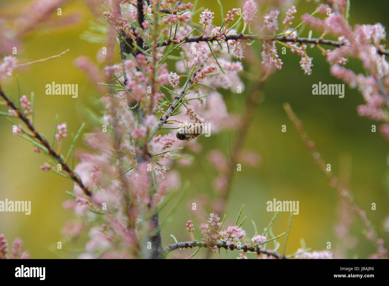 pink tamarindus indica Stock Photo - Alamy