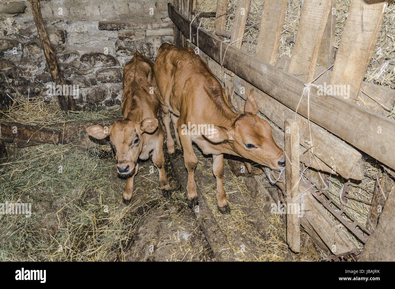 Two beautiful, cute and small calves in the cowshed Stock Photo - Alamy