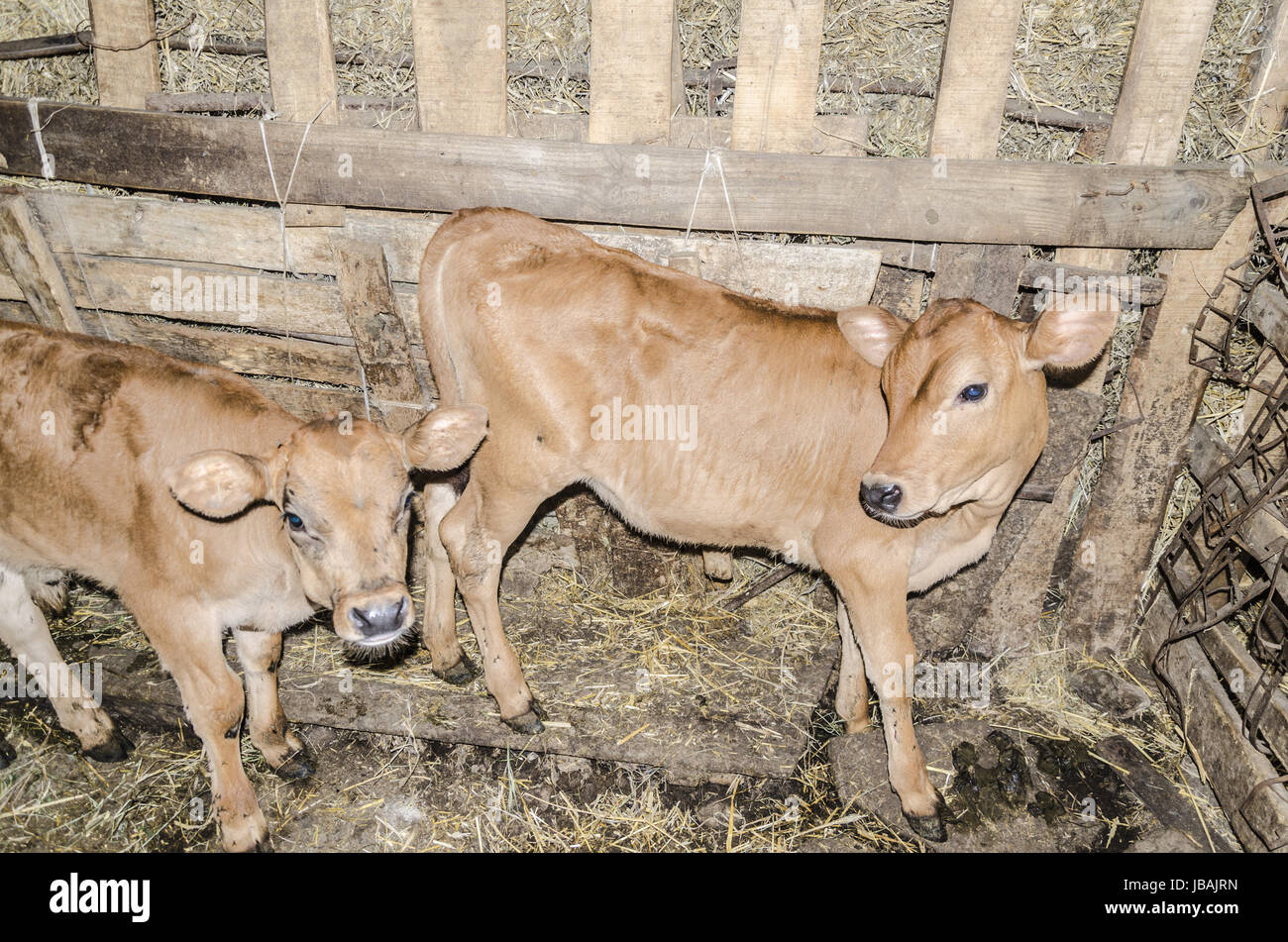 Two beautiful, cute and small calves in the cowshed Stock Photo - Alamy