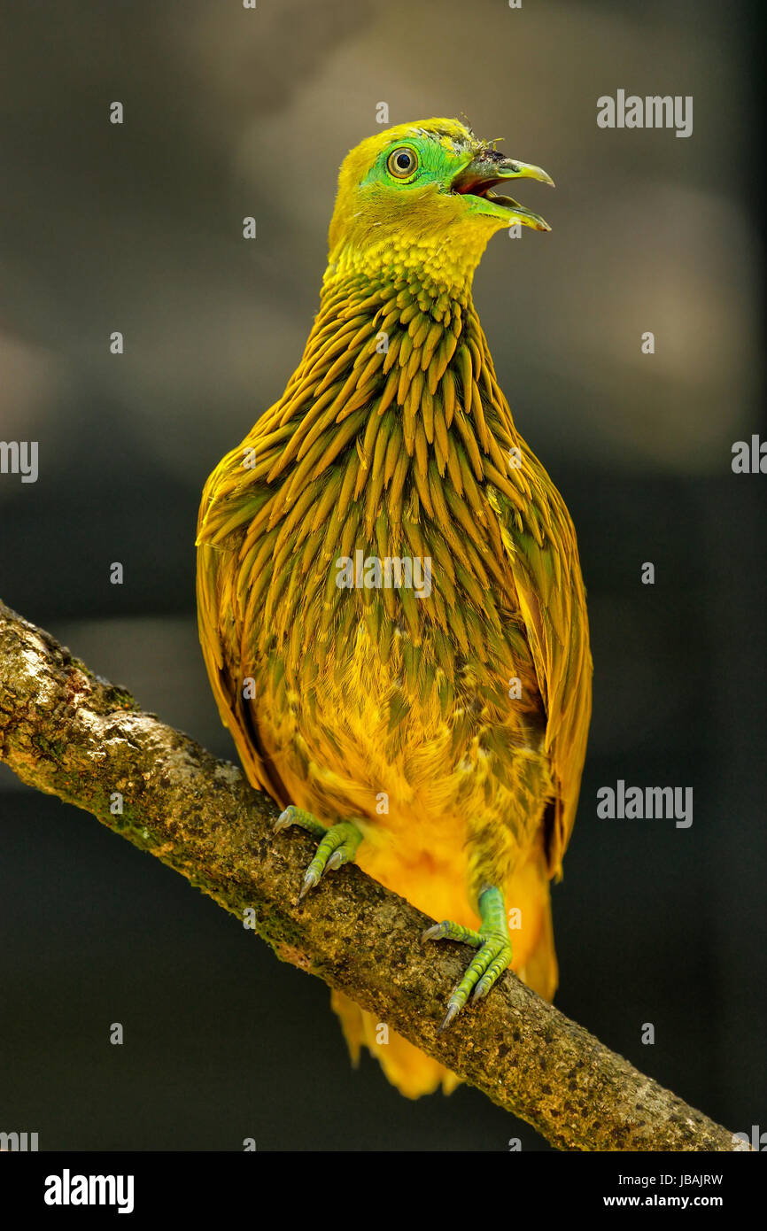 Golden dove (Ptilinopus luteovirens) sitting on a tree, Viti Levu ...