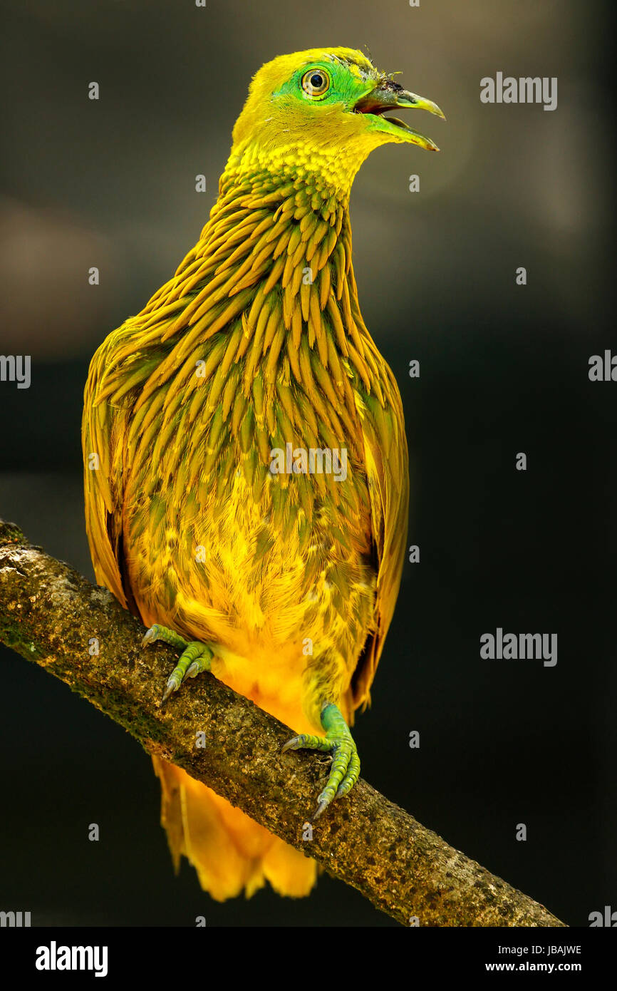 Golden dove (Ptilinopus luteovirens) sitting on a tree, Viti Levu ...