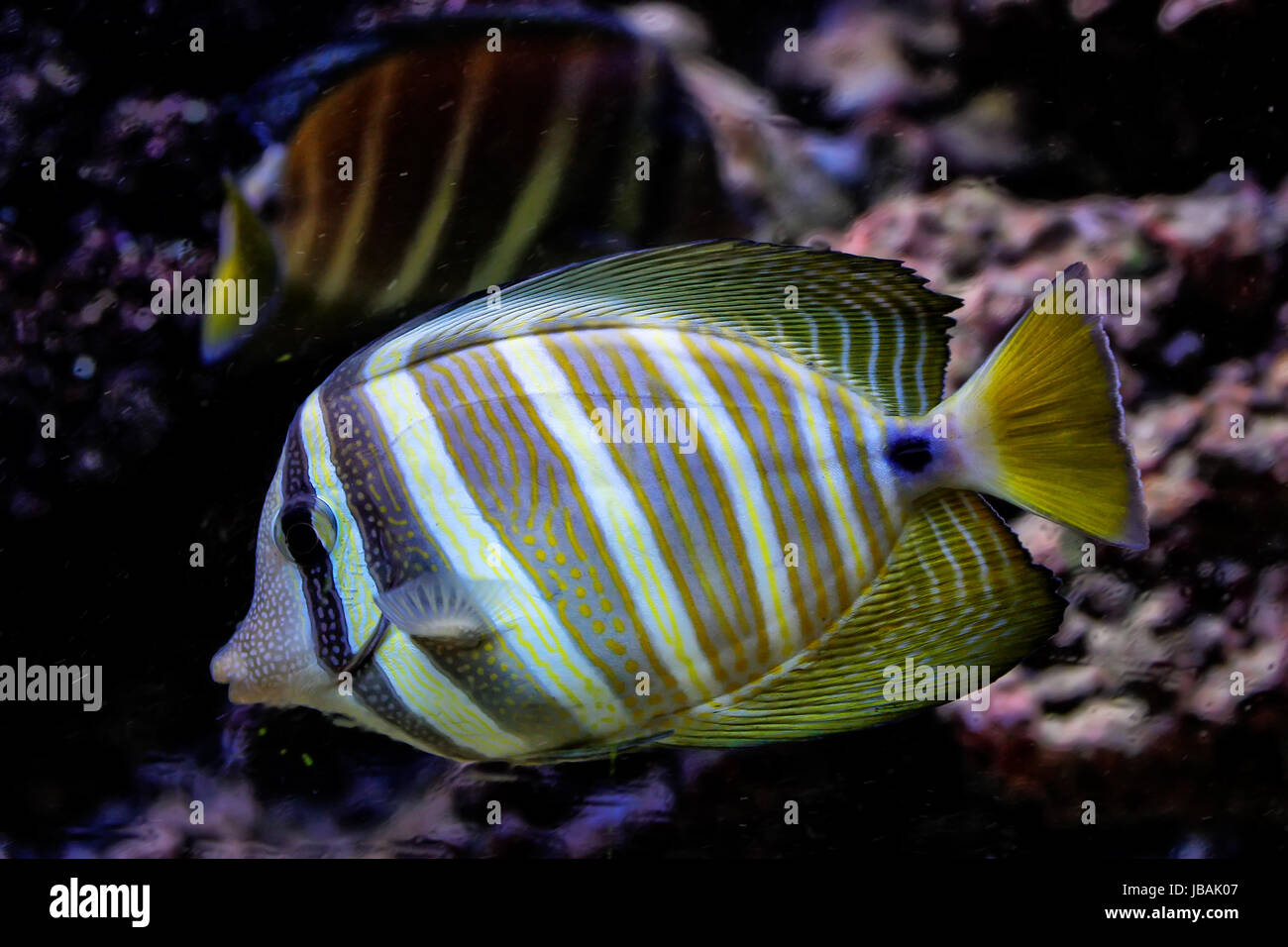 Surgeonfish fiji hi-res stock photography and images - Alamy