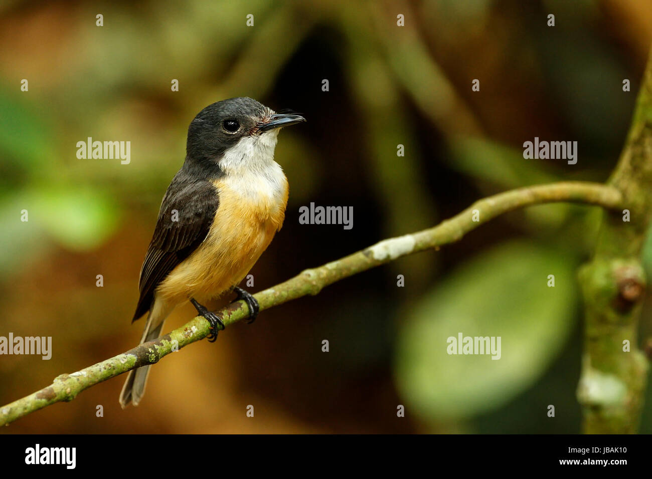 Female Vanikoro Broadbill (Myiagra vanikorensis) sitting on a tree on ...