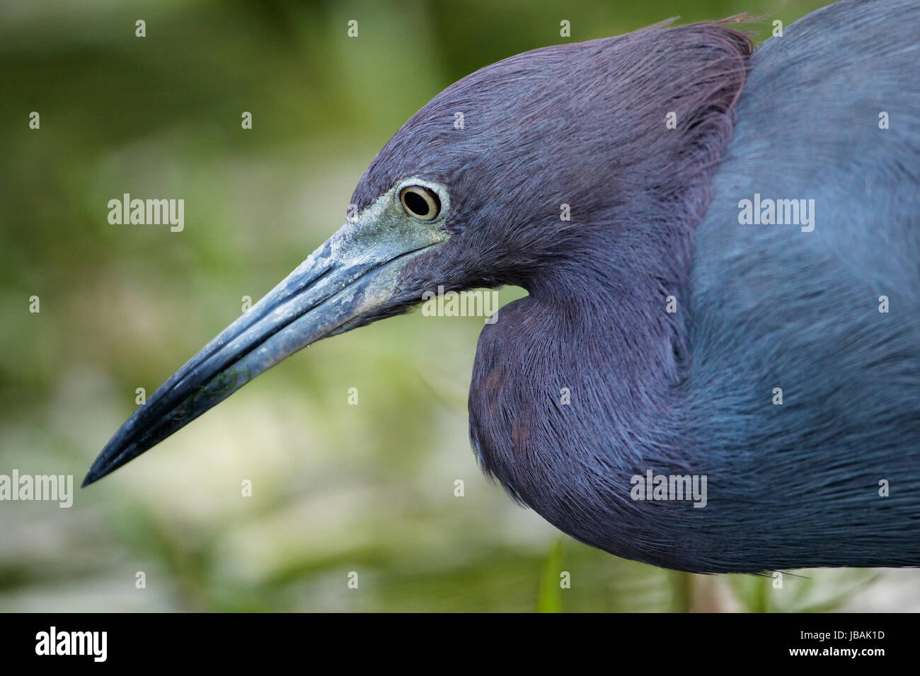 Portrait of Little Blue Heron (Egretta caerulea Stock Photo - Alamy