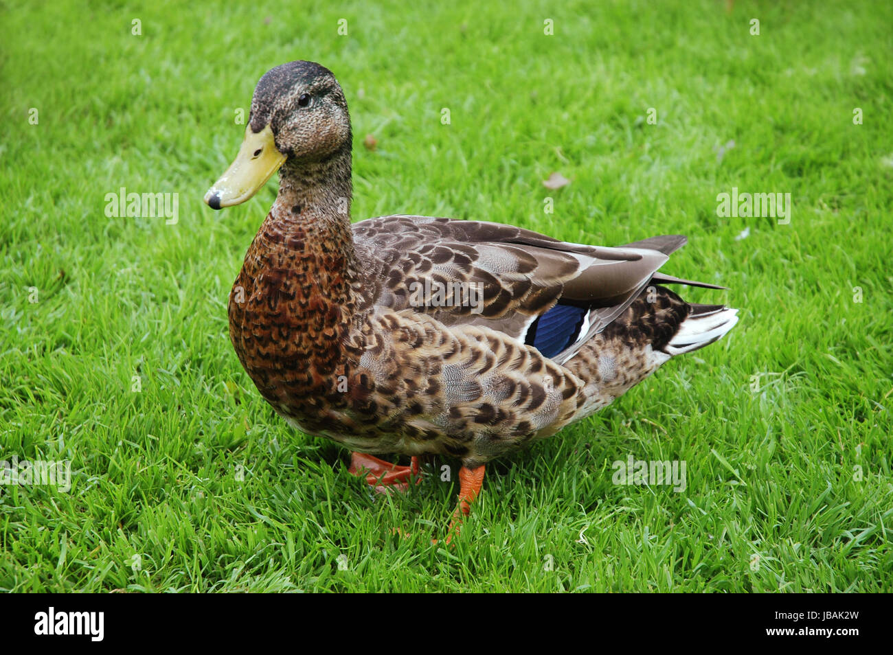 Savage ducks hi-res stock photography and images - Alamy