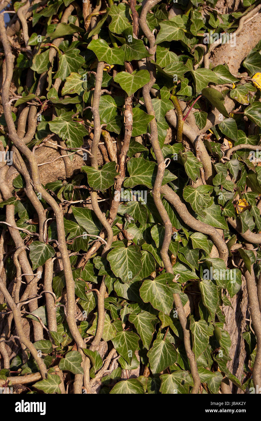 Ivy tendrils hi-res stock photography and images - Alamy