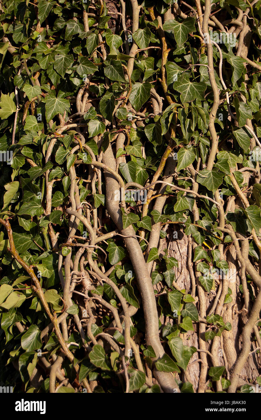 Ivy tendrils hi-res stock photography and images - Alamy