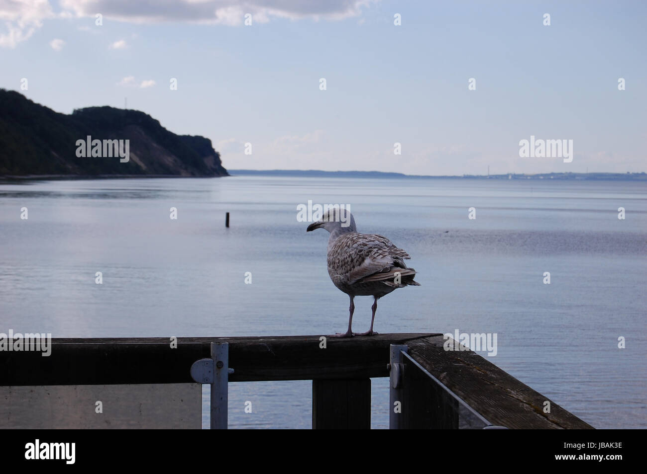 seagull on prey search Stock Photo - Alamy