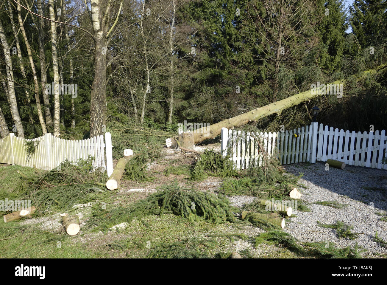 Problem tree felling hi-res stock photography and images - Alamy