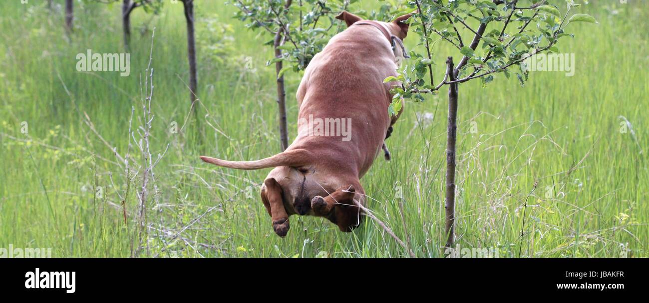 Jumping american staffordshire terrier hi-res stock photography and ...