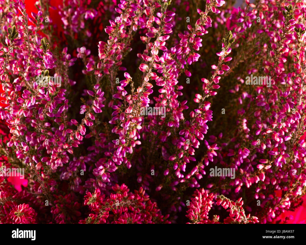Pink erica flowers in a bunch, full background Stock Photo - Alamy