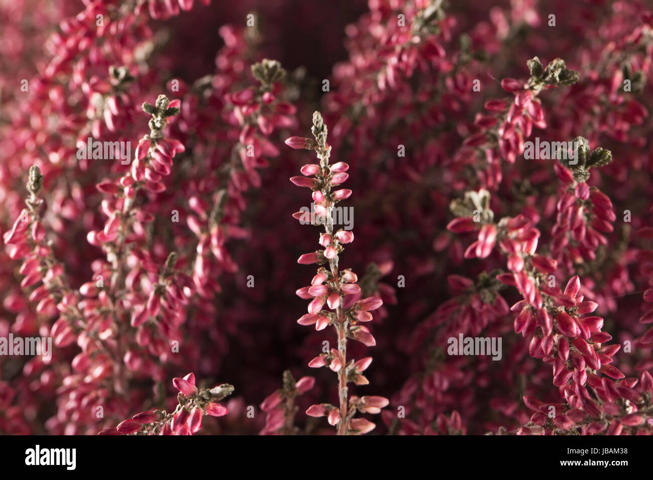 Pink erica flowers in a bunch, full background Stock Photo - Alamy