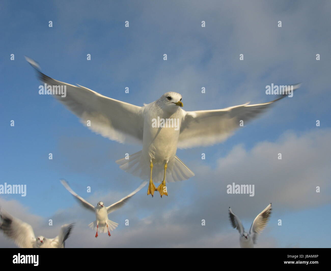 gulls in flight Stock Photo - Alamy