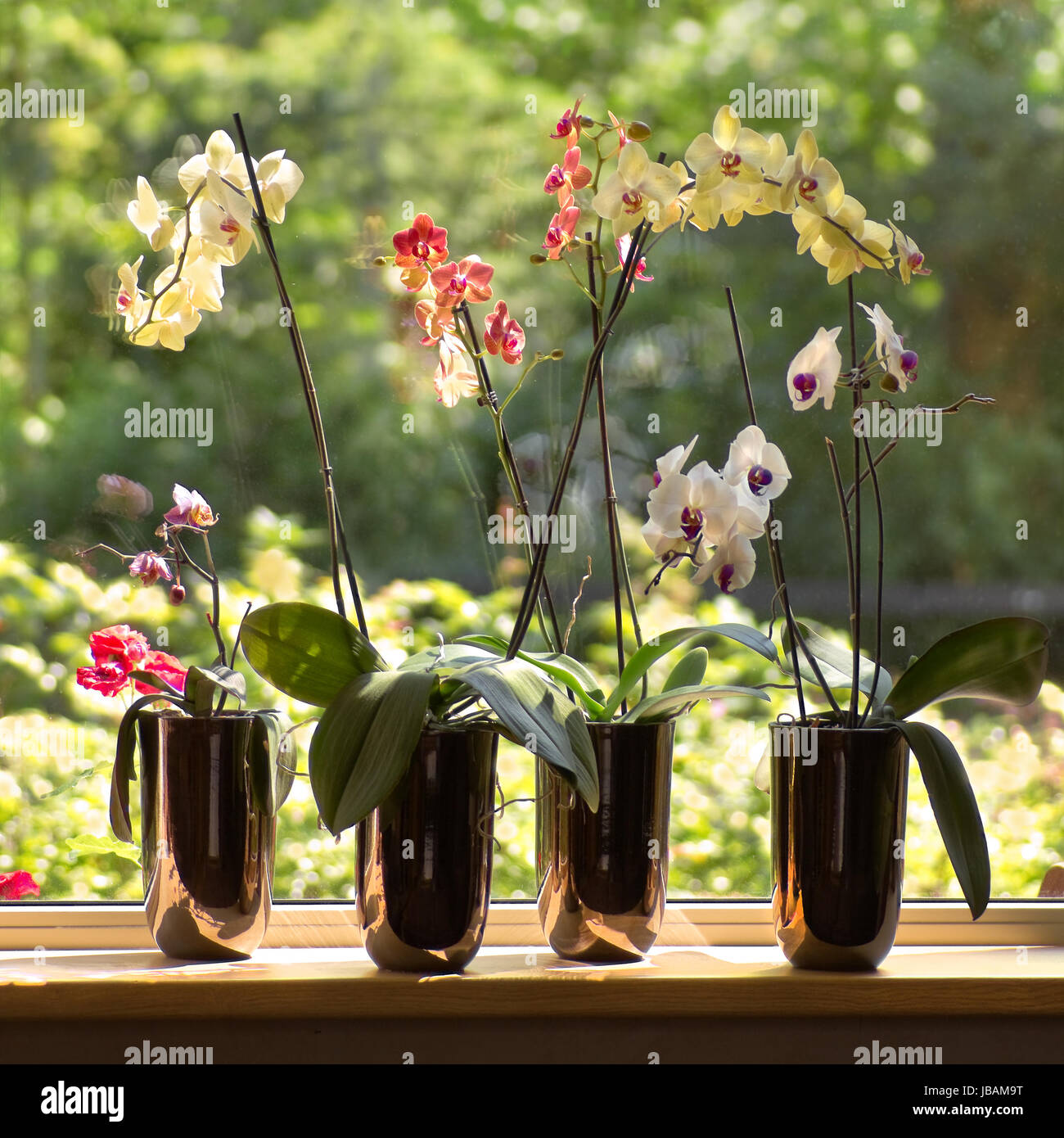 Window-sill and plant pots with Moth Orchids or Phalaenopsis with ...