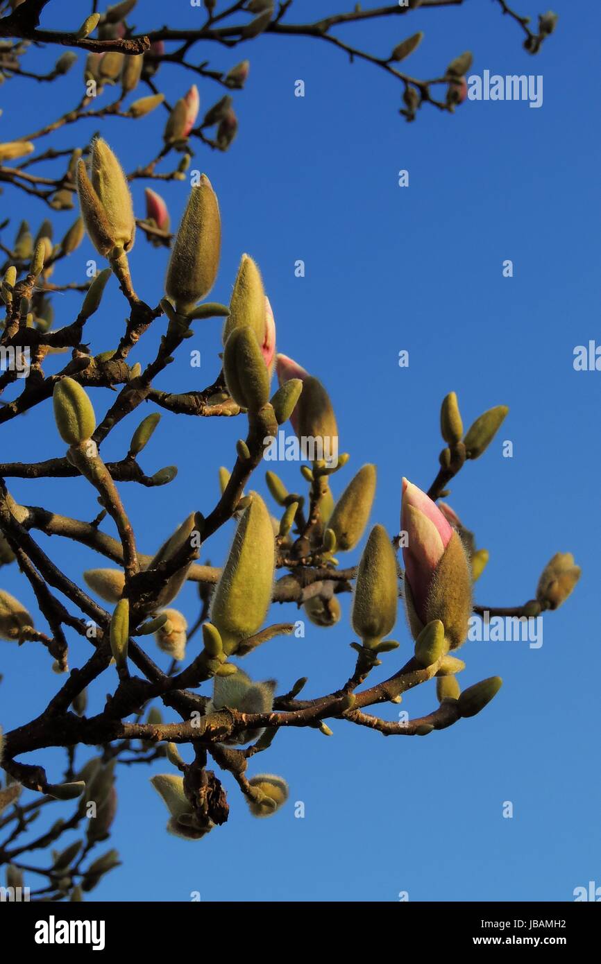 beginning of spring Stock Photo - Alamy