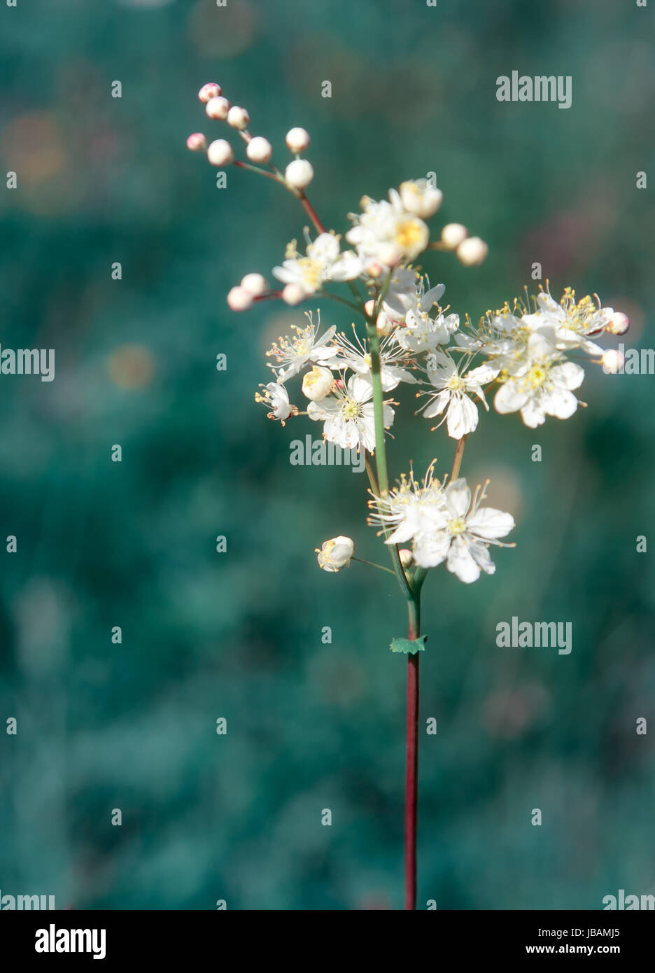Closeup of Filipendula vulgaris (Dropwort or Fern-leaf Dropwort) flower ...