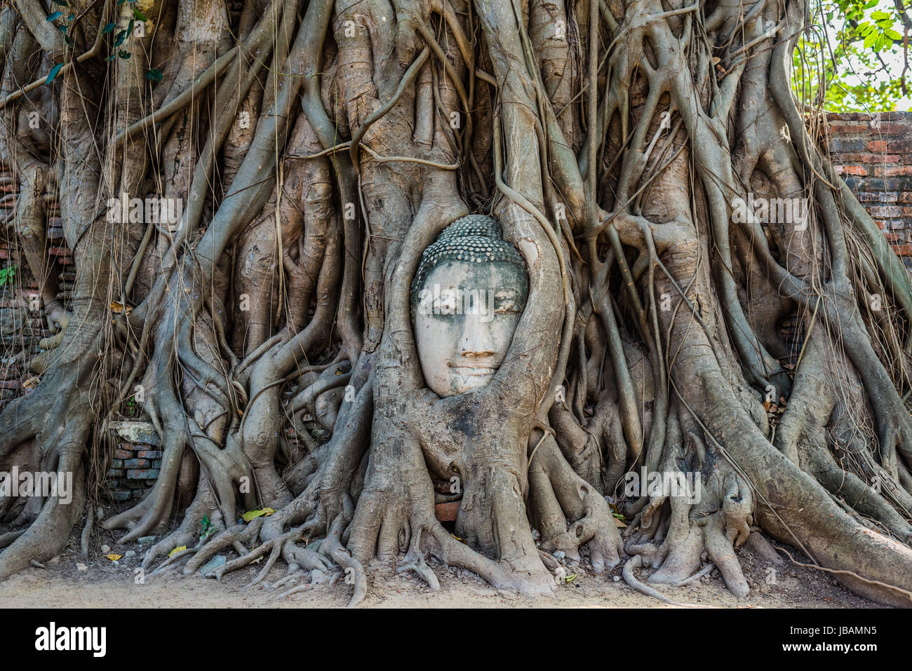 Buddha Head in banyan tree roots Wat Mahatha Ayutthaya bangkok thailand ...