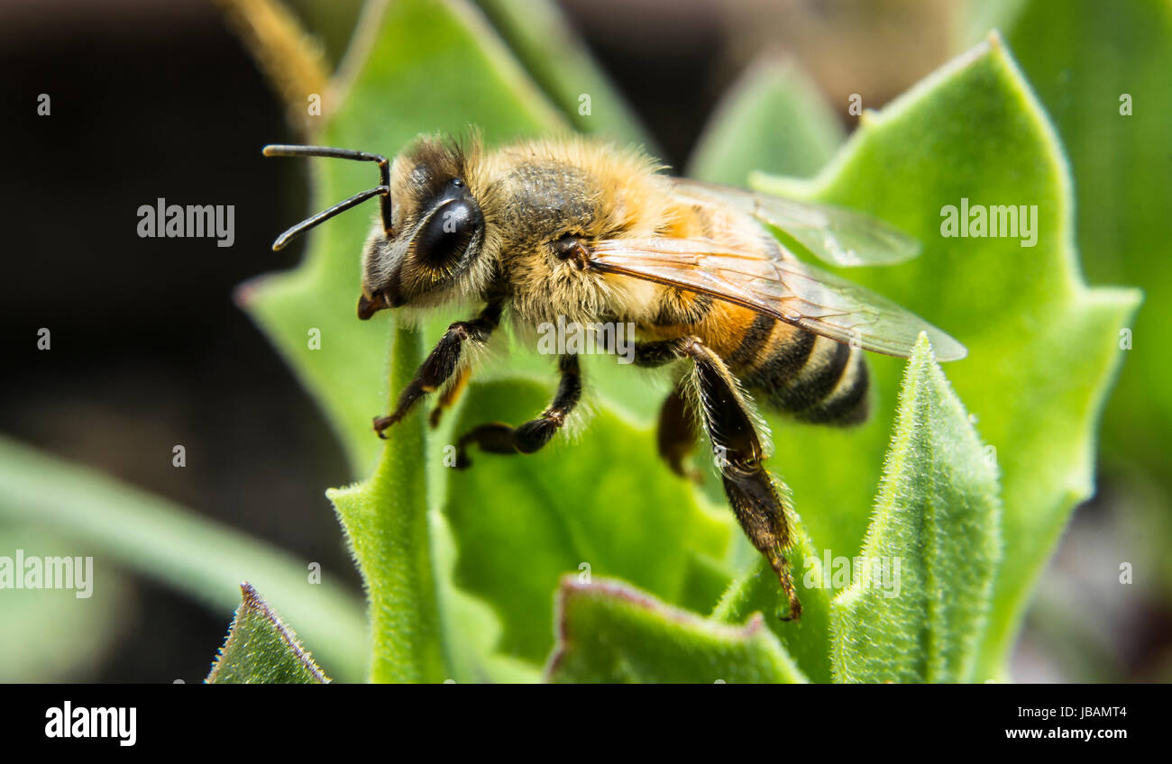 Detail and approach to a bee that seems to be staring at the camera ...