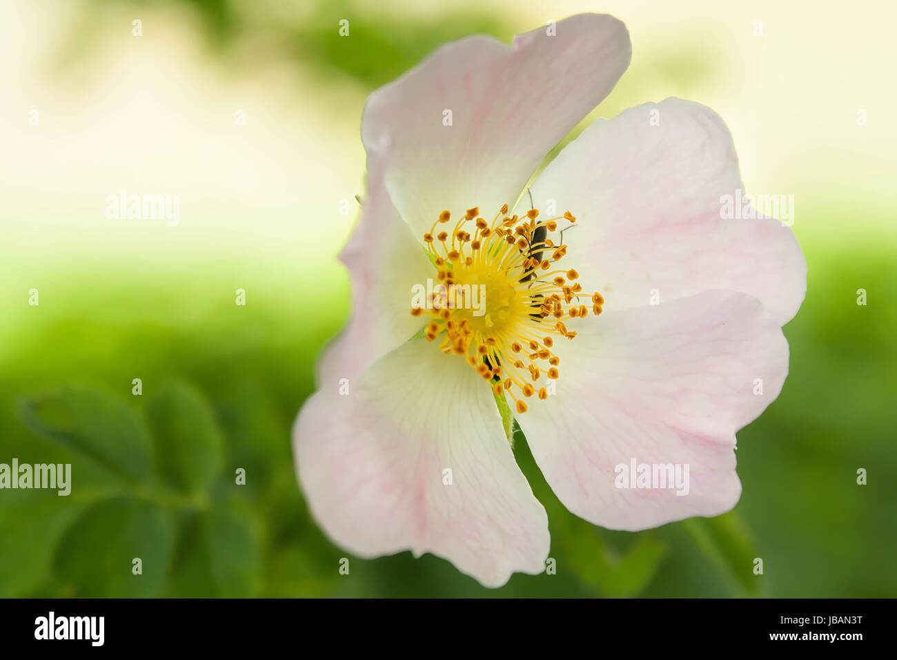 dog rose / wild rose Stock Photo - Alamy