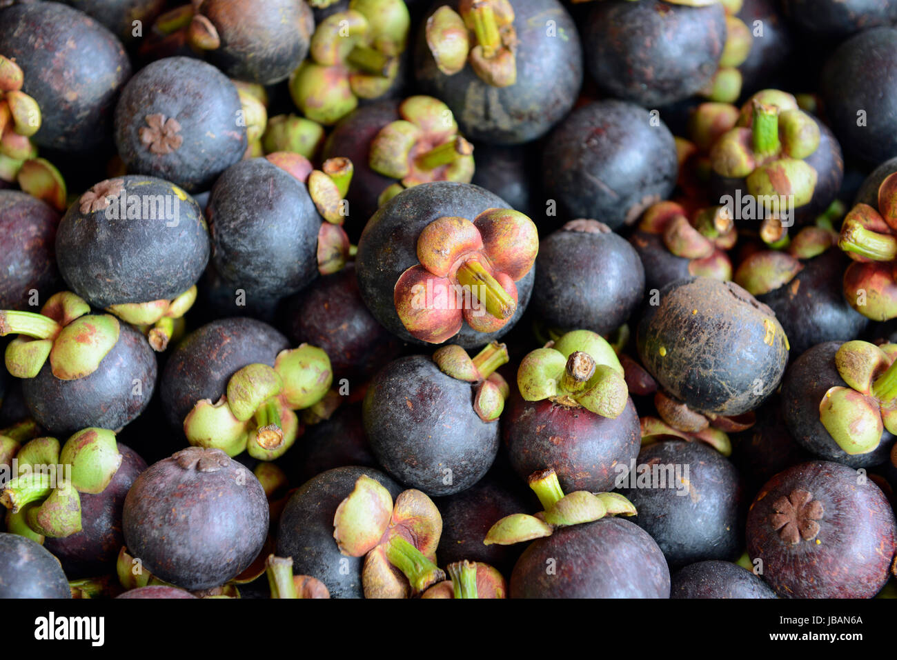 Mangostane Fruechte auf einem Regionalmarkt auf der Insel Phuket im ...