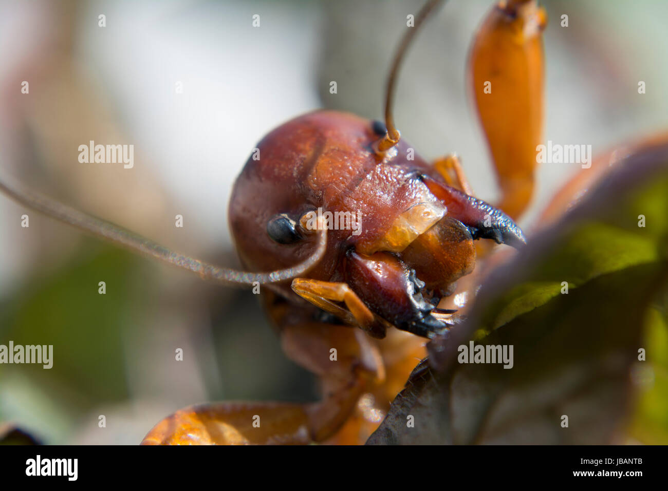 Jerusalem cricket hi-res stock photography and images - Alamy