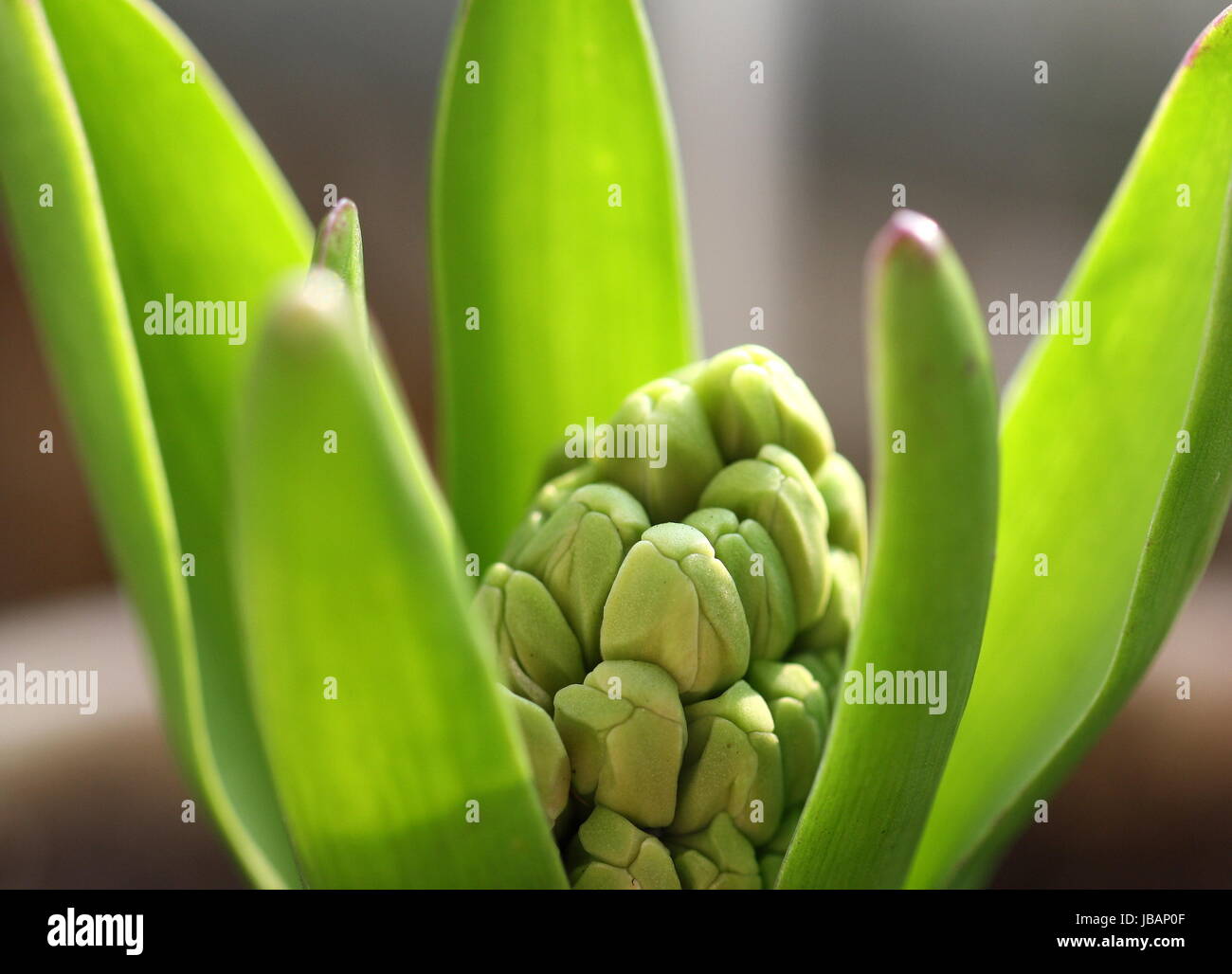 Hyancinthus orientalis hi-res stock photography and images - Alamy
