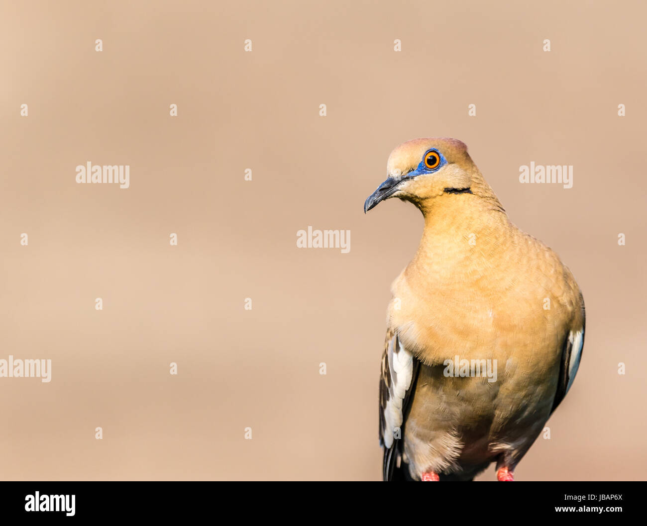 Dove sunset hi-res stock photography and images - Alamy