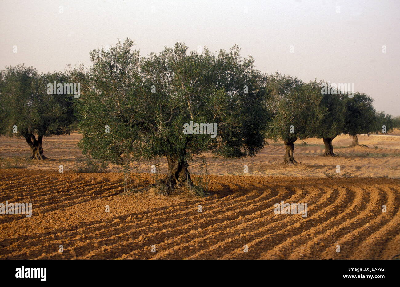 Afrika, Tunesien, Jerba Oliven Baum Plantage auf der Insel Jerba im ...