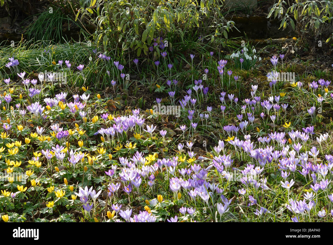 Peaceful Meadow with Wild Flowers in Spring Stock Photo - Alamy