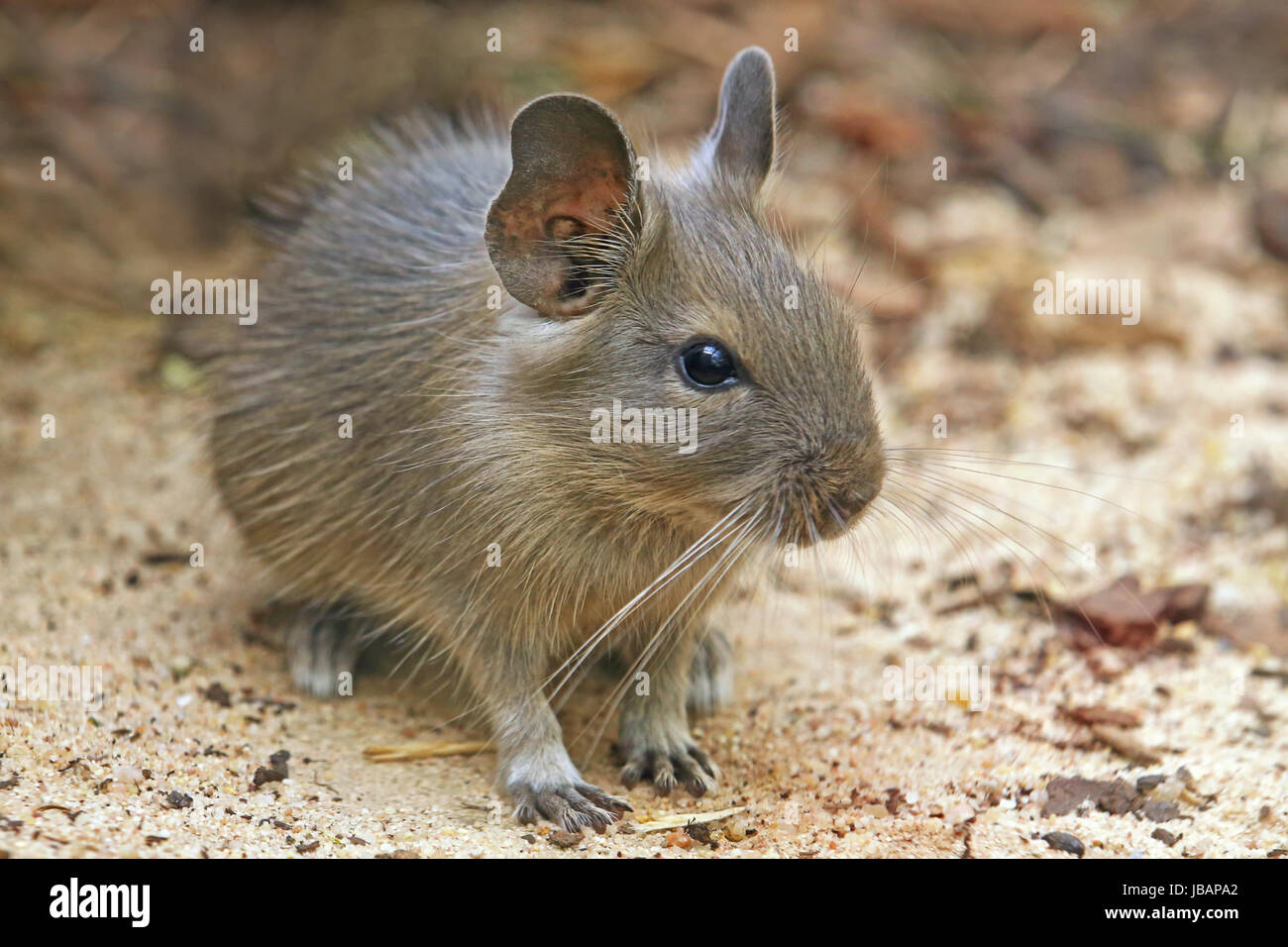 young animal sweet Stock Photo - Alamy
