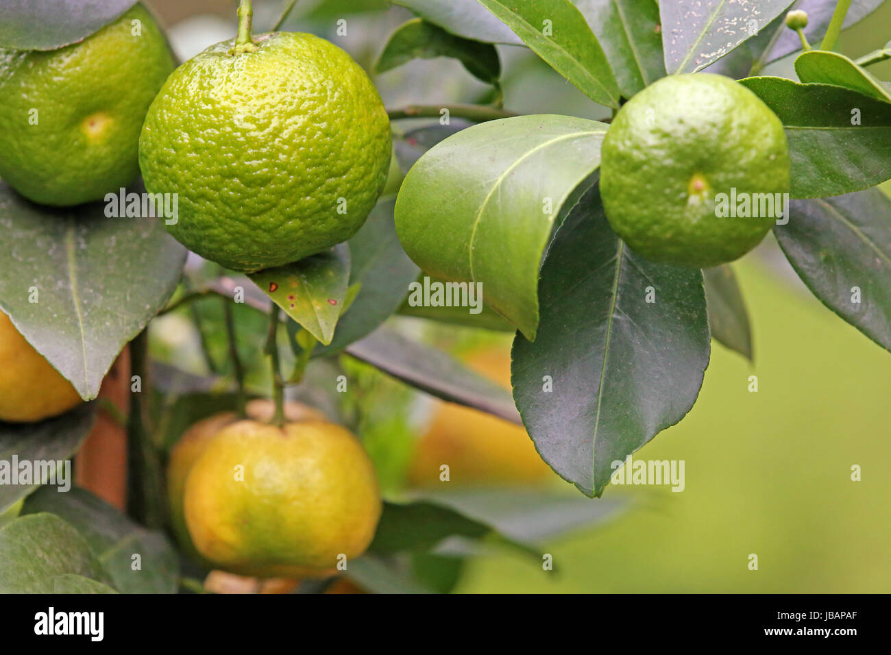 Limettenbaumchen hi-res stock photography and images - Alamy