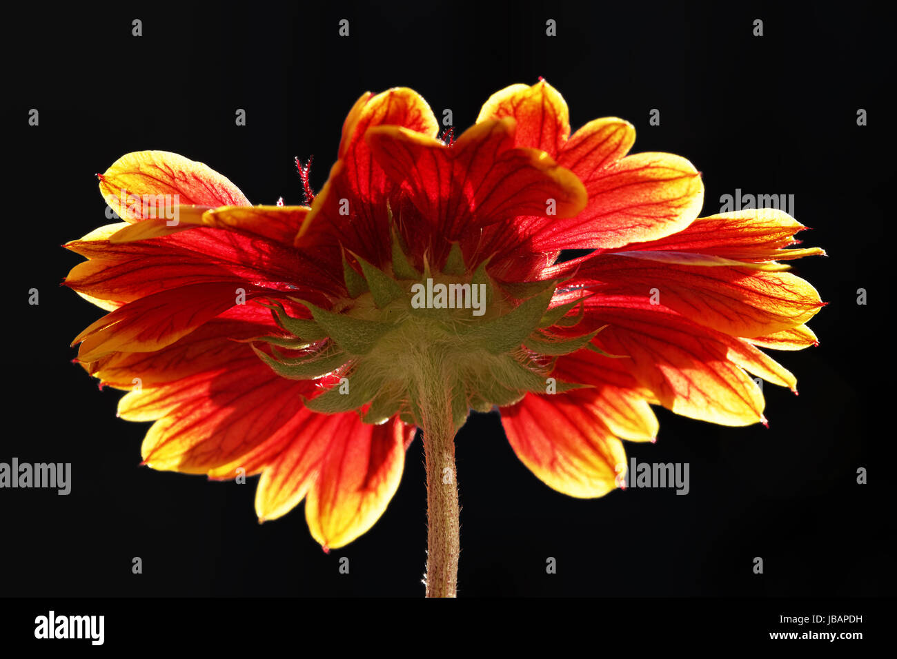 backlit flower, black background Stock Photo - Alamy