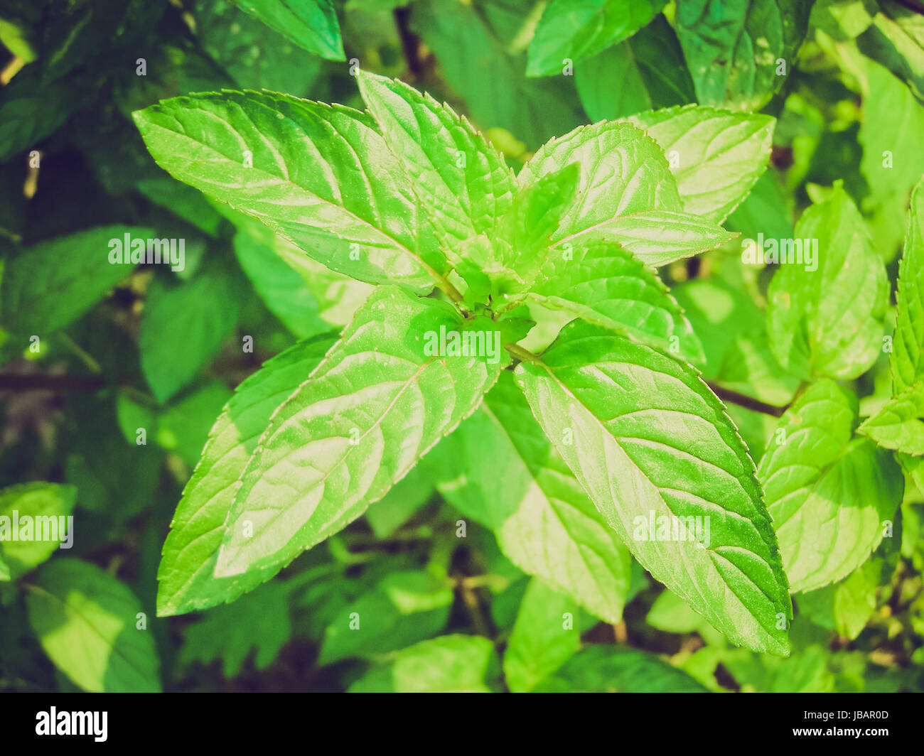 Old picture of peppermint hi-res stock photography and images - Alamy