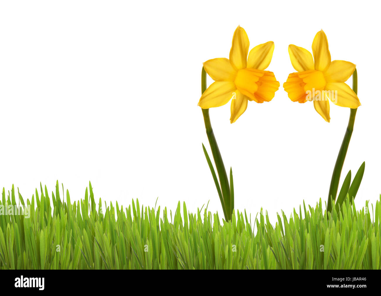 Two Yellow Daffodils in Love on a green Meadow Stock Photo - Alamy