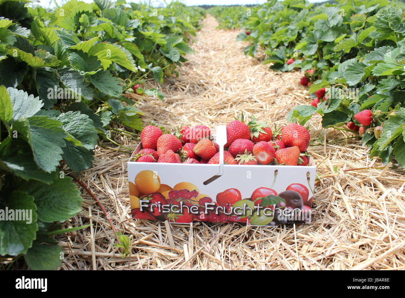 strawberry without borders Stock Photo - Alamy