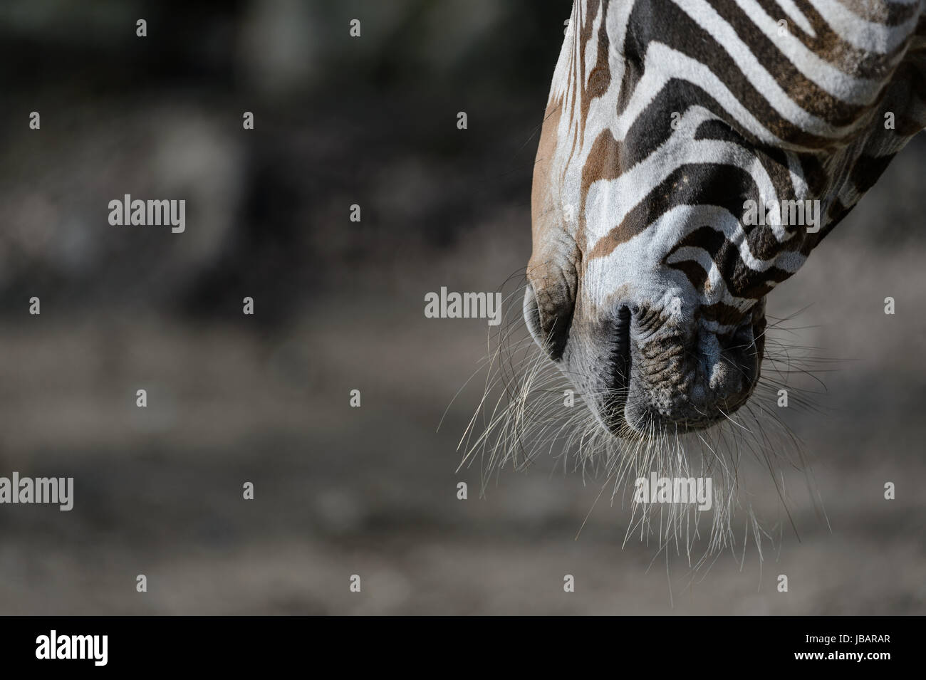 Zebra stripes snow hi-res stock photography and images - Alamy