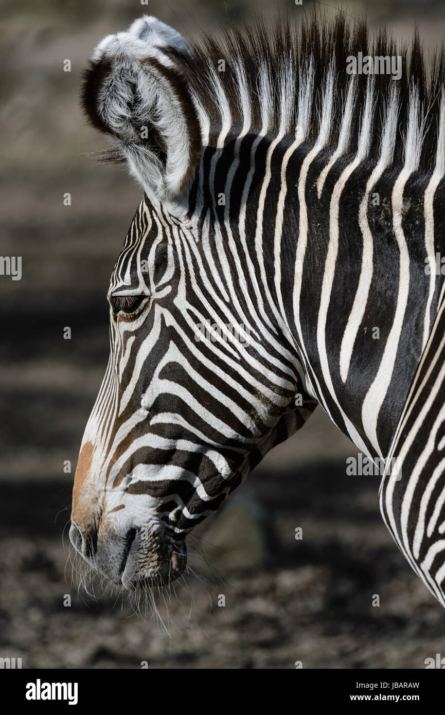 Zebra stripes snow hi-res stock photography and images - Alamy